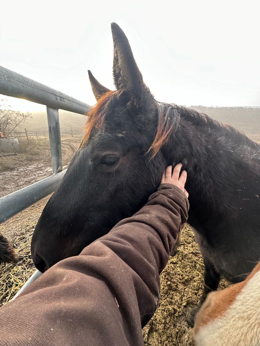 Snapchat-1042083746 | KT Ranch