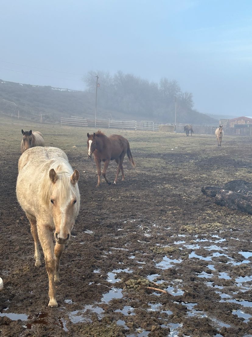 Snapchat-894463236 | KT Ranch