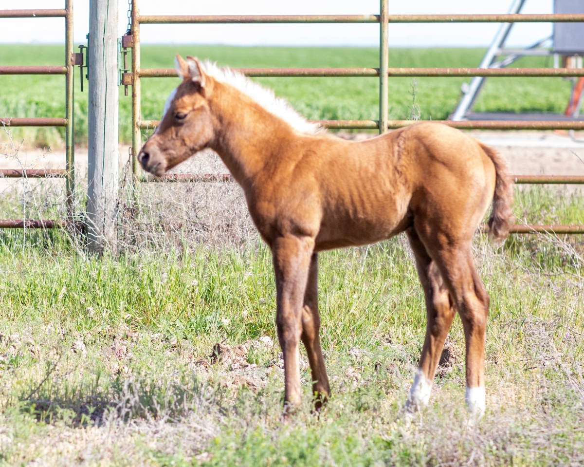 KT Cow Cuttin Chick | KT Ranch