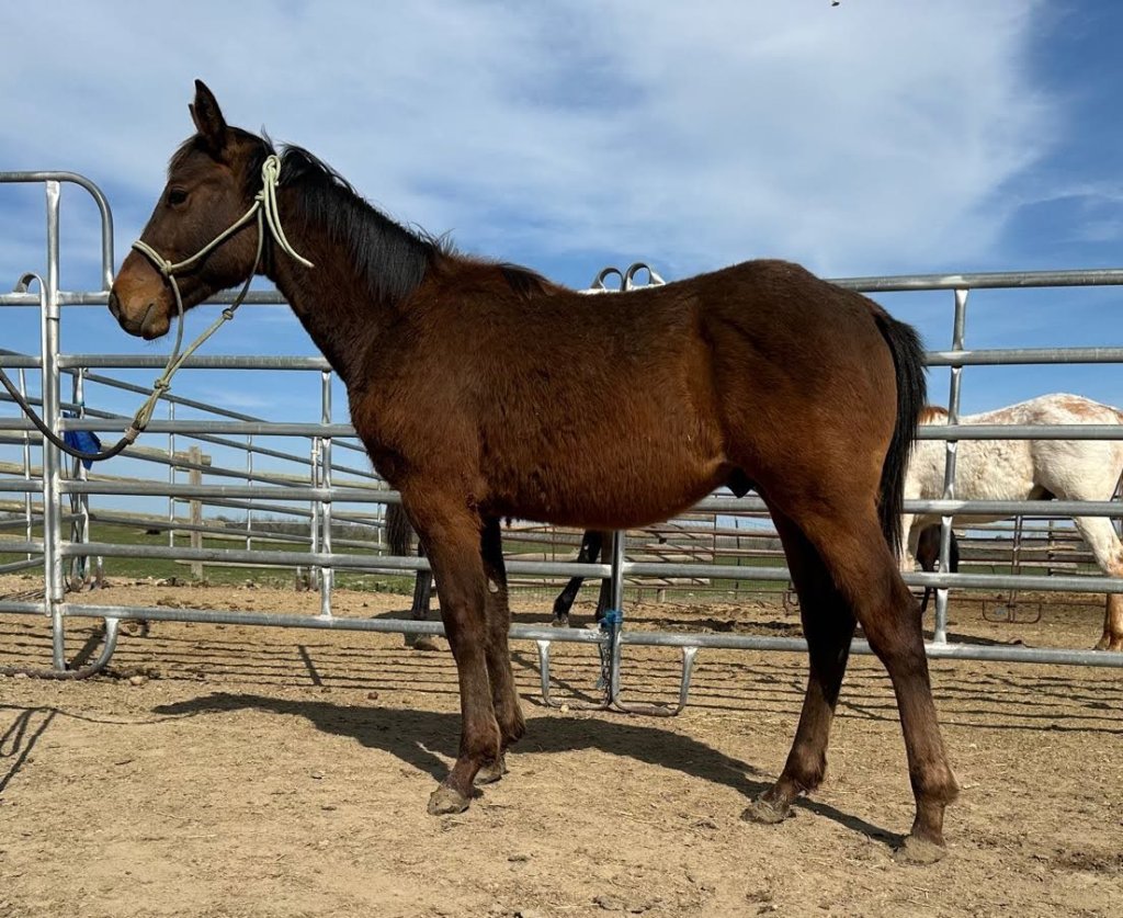 Sale Page | KT Ranch