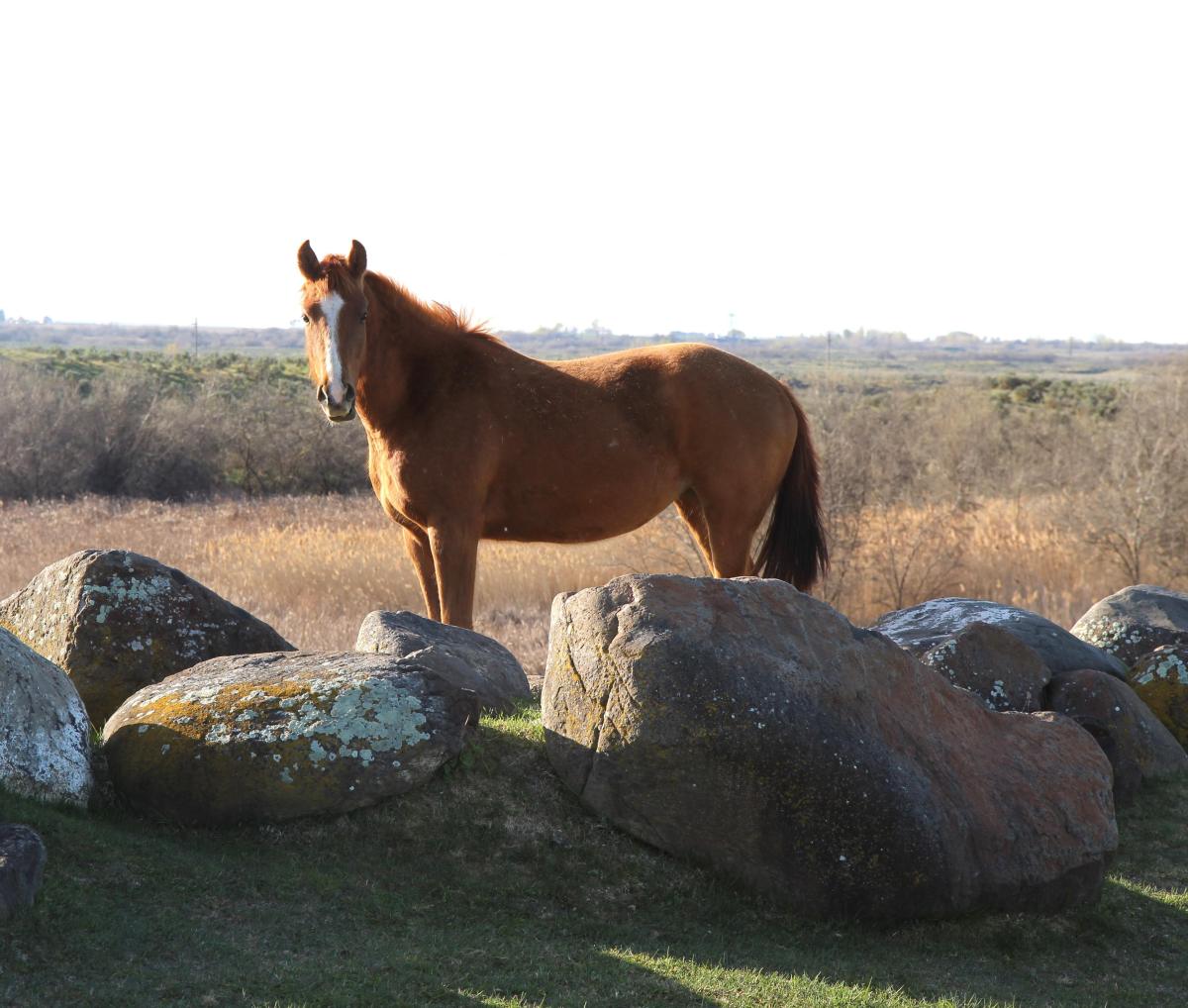 Two Year Old Silver Gun Granddaughter by Doll Docsan | KT Ranch