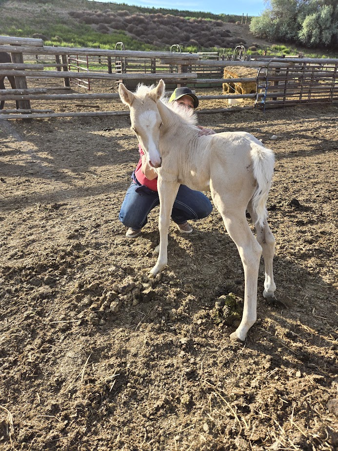 KT King of Cowtown | KT Ranch