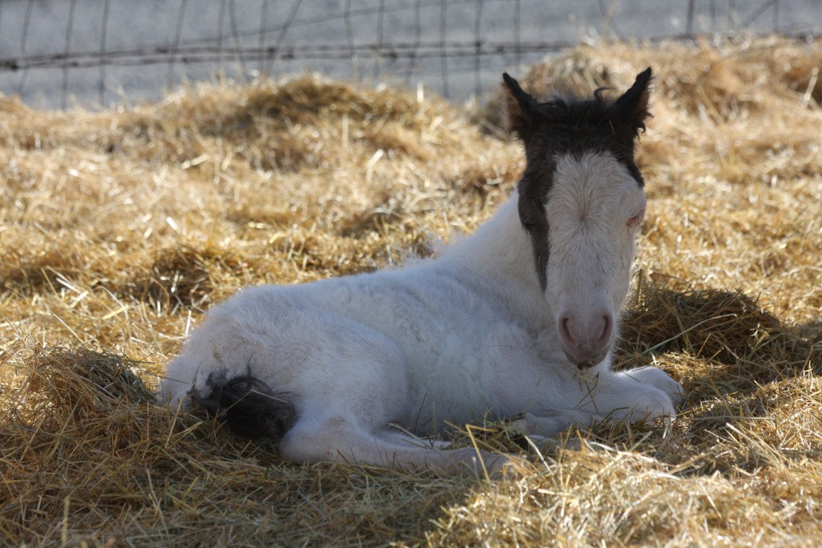 2024 Miniature Foals | KT Ranch
