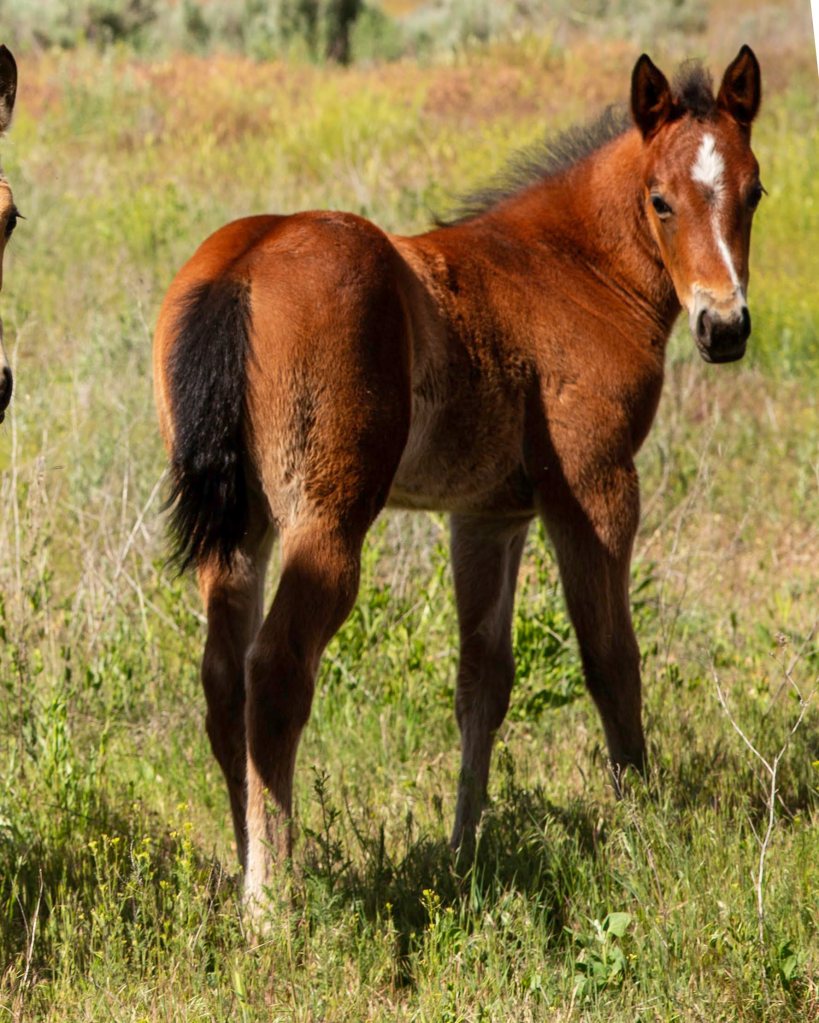 KT Radiant Rifle | KT Ranch