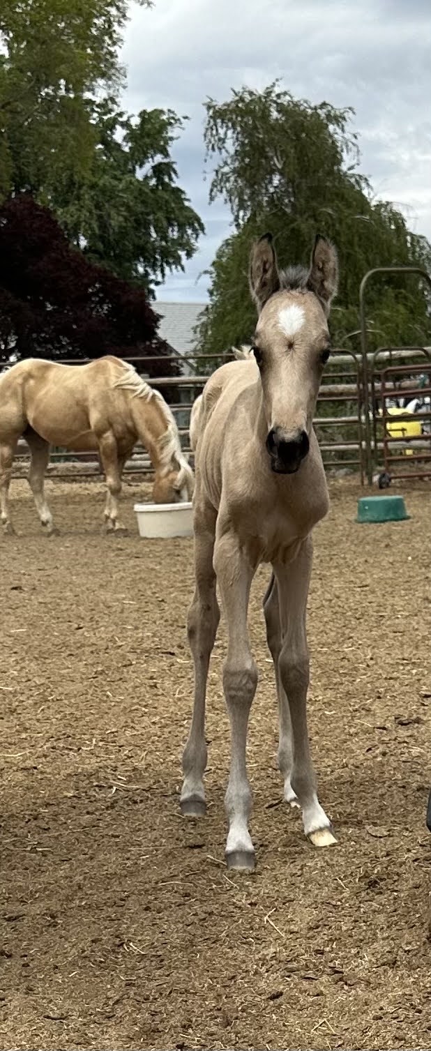 Snapchat-1891449407 | KT Ranch