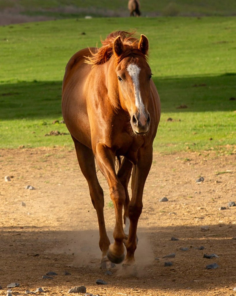 Sale Page | KT Ranch