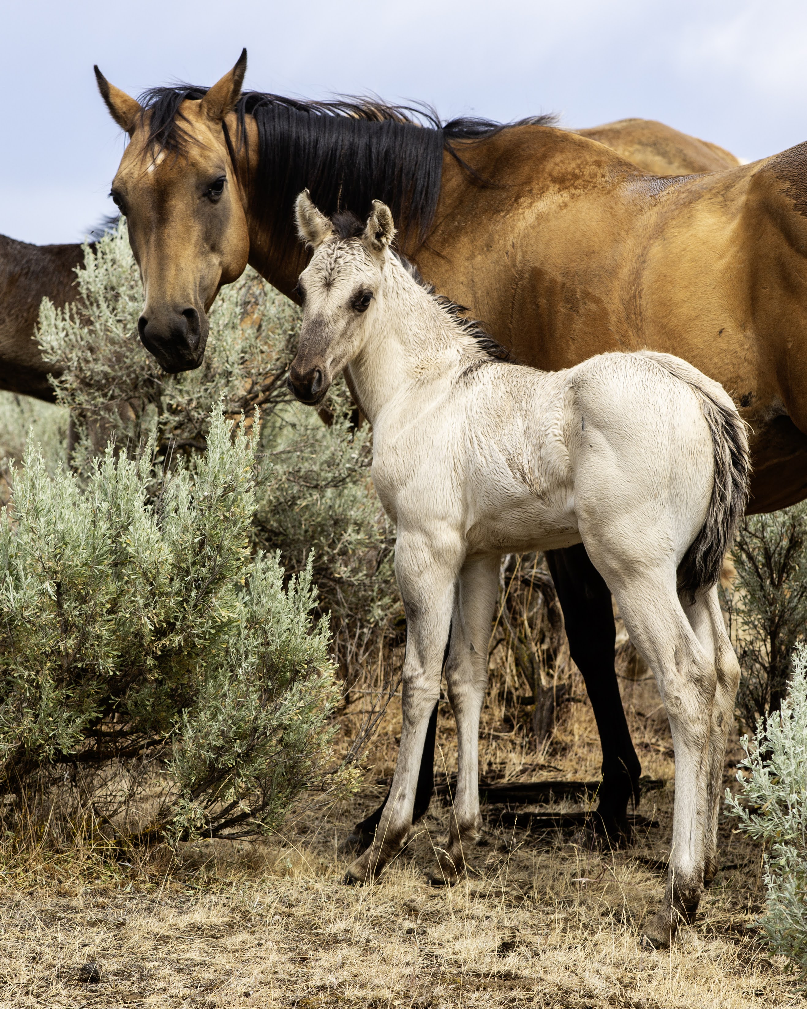 KT Ranch | Working Ranch Quarter Horses for Sale in Connell, WA