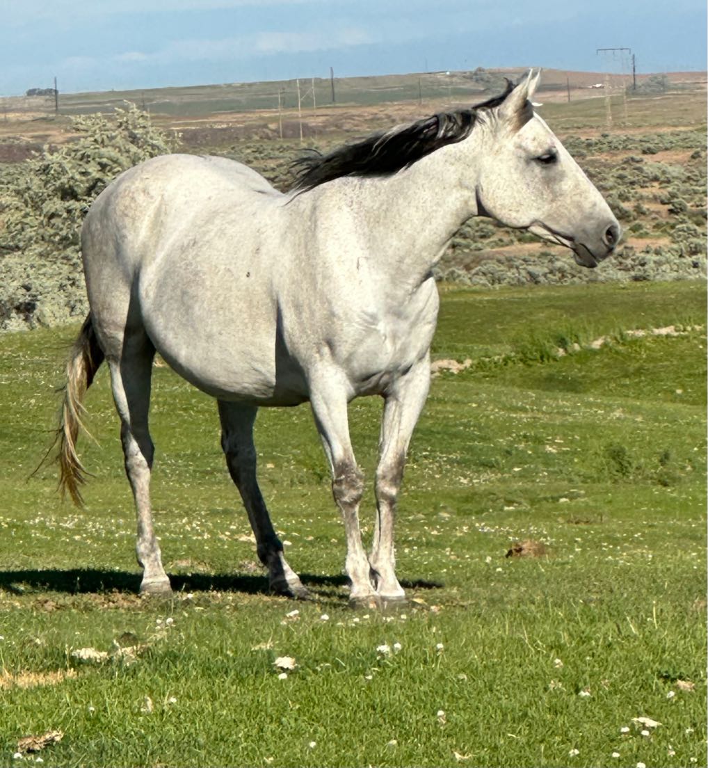 Meet the Mares: Guns Miss Poco, “Opal” | KT Ranch