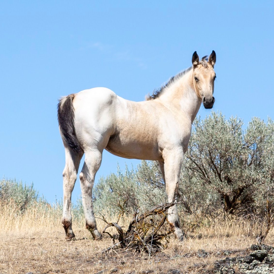 KT Ranch | Working Ranch Quarter Horses for Sale in Connell, WA