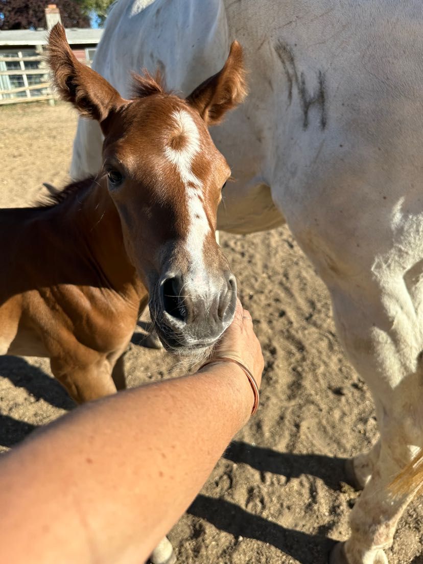 Crystal x Tank colt | KT Ranch