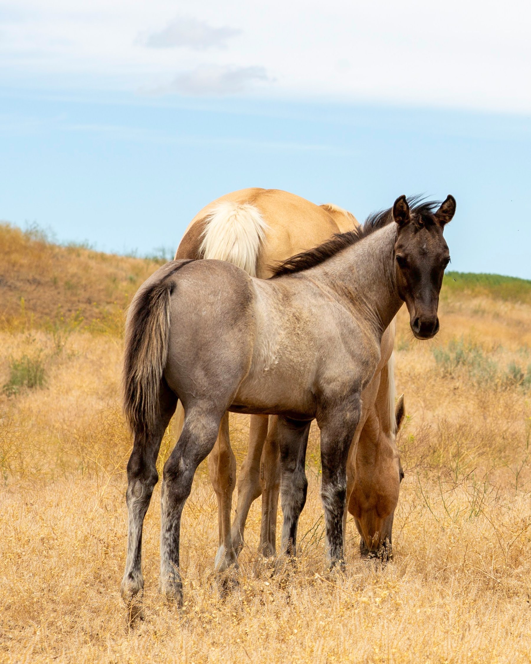 KT Ranch | Working Ranch Quarter Horses for Sale in Connell, WA