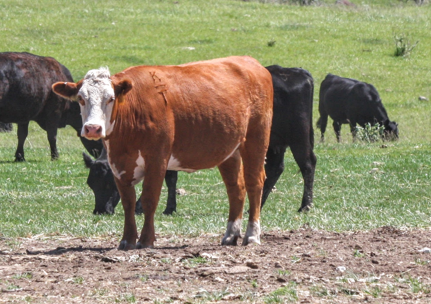 016T.May.2024 | KT Ranch