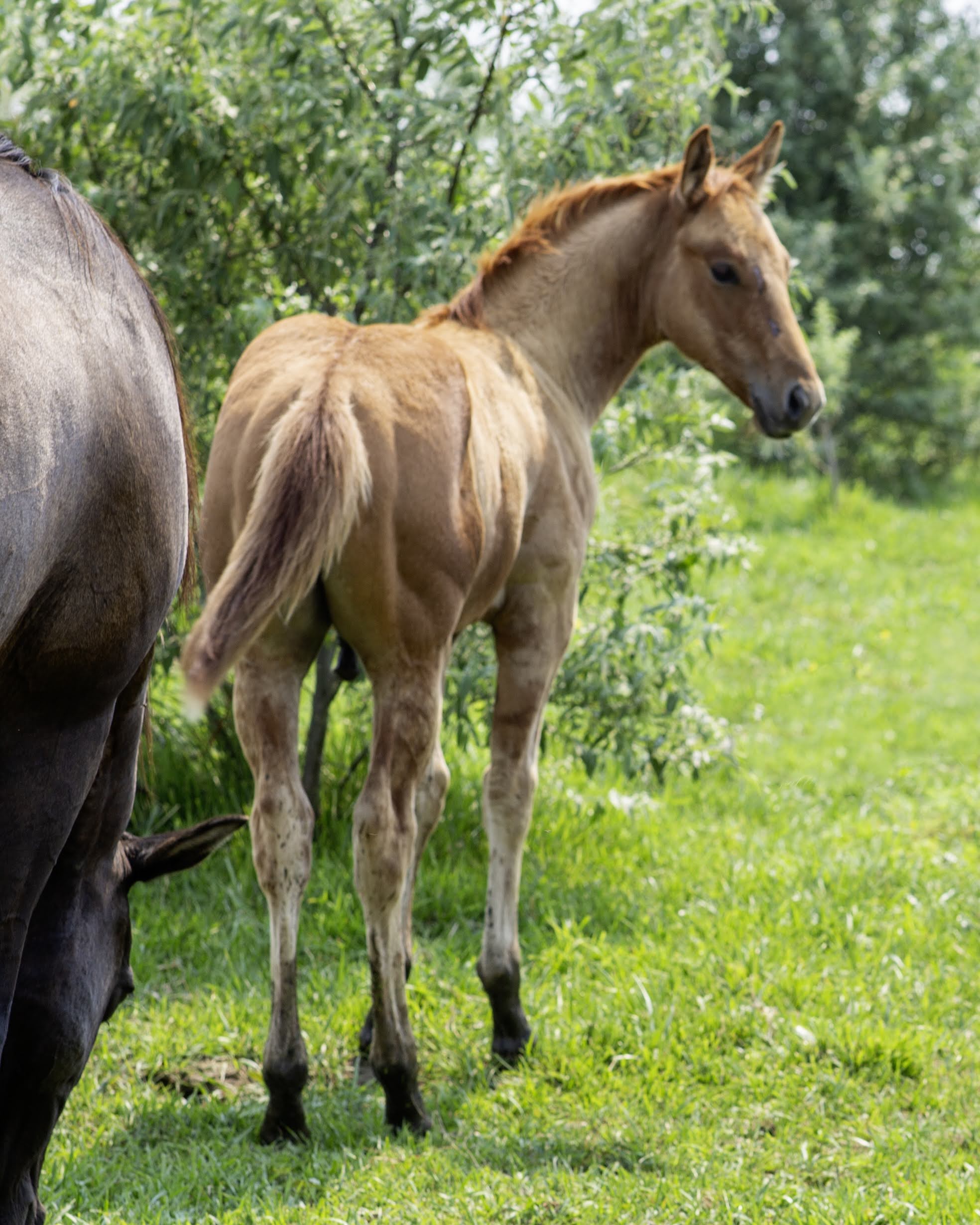 2024 Colts | KT Ranch