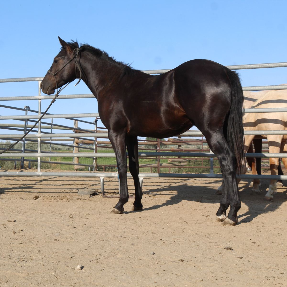 FTK Mud On My Stetson, “Ink” | KT Ranch