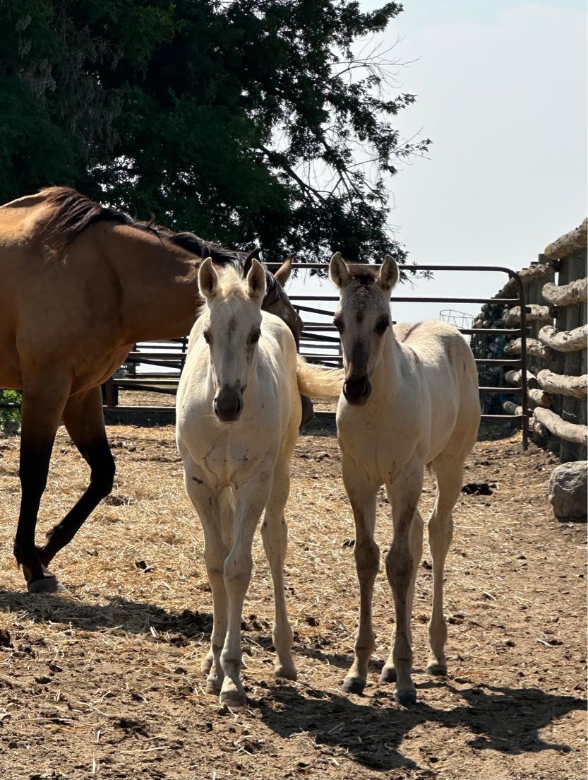 KT Ranch | Working Ranch Quarter Horses for Sale in Connell, WA