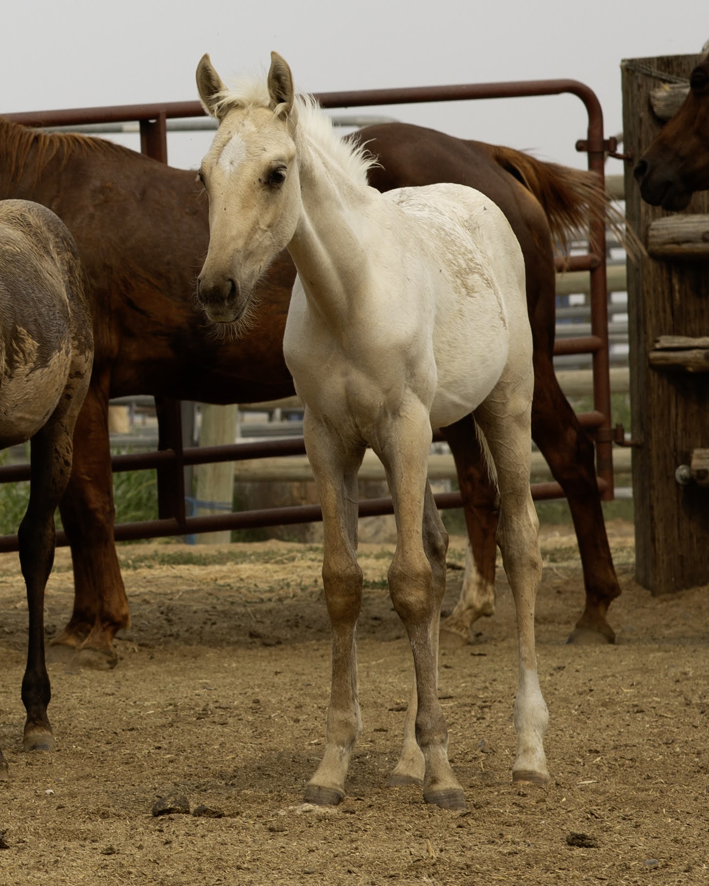 2024 Colts | KT Ranch