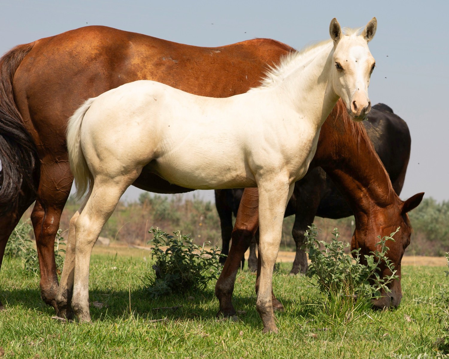 KT Ranch | Working Ranch Quarter Horses for Sale in Connell, WA