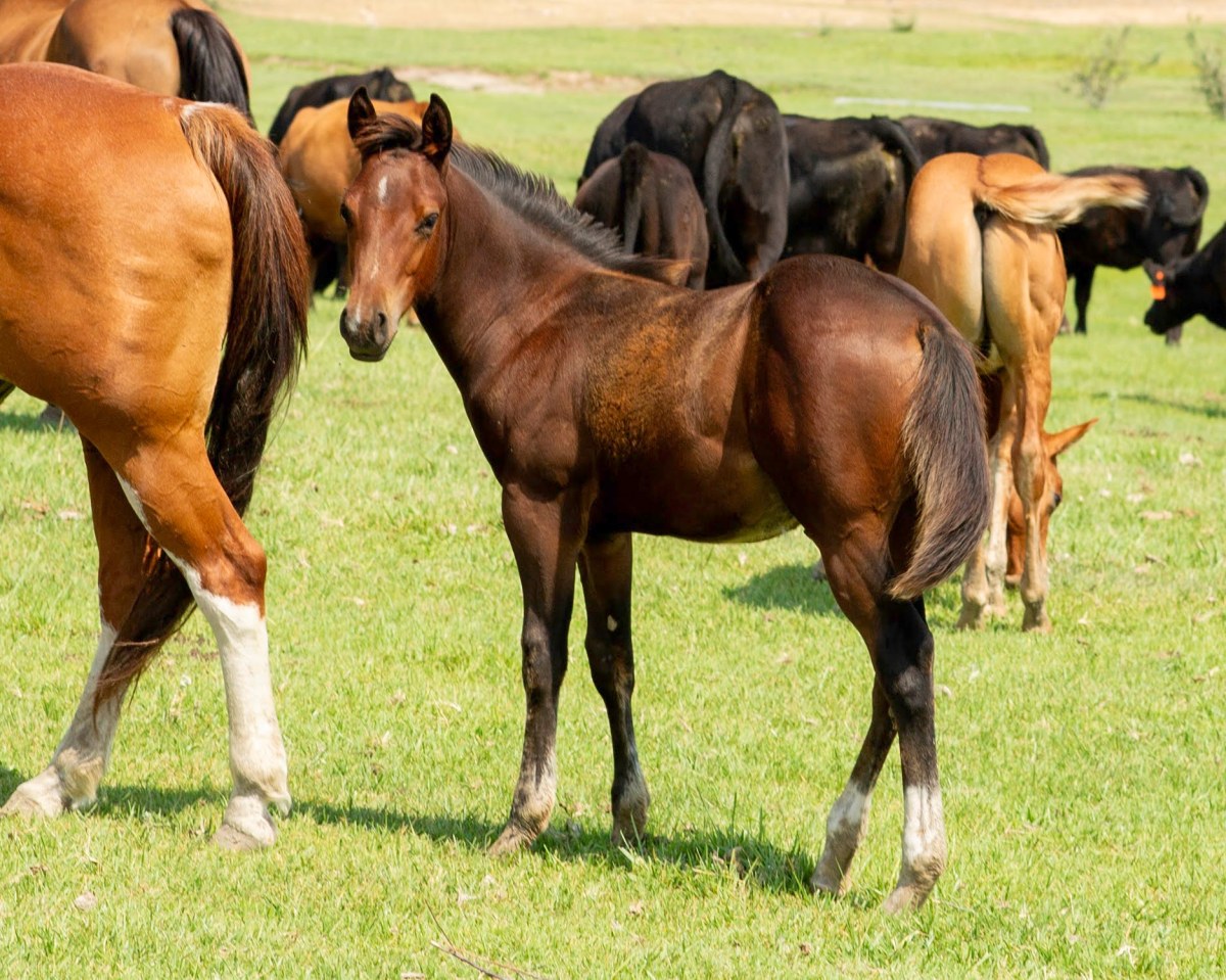 KT One Fancy Gun | KT Ranch