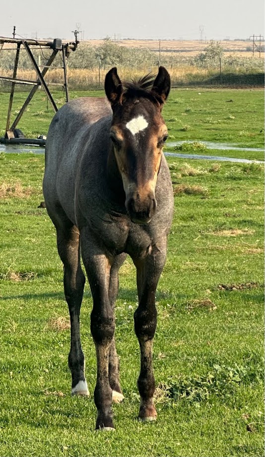 2024 Colts | KT Ranch