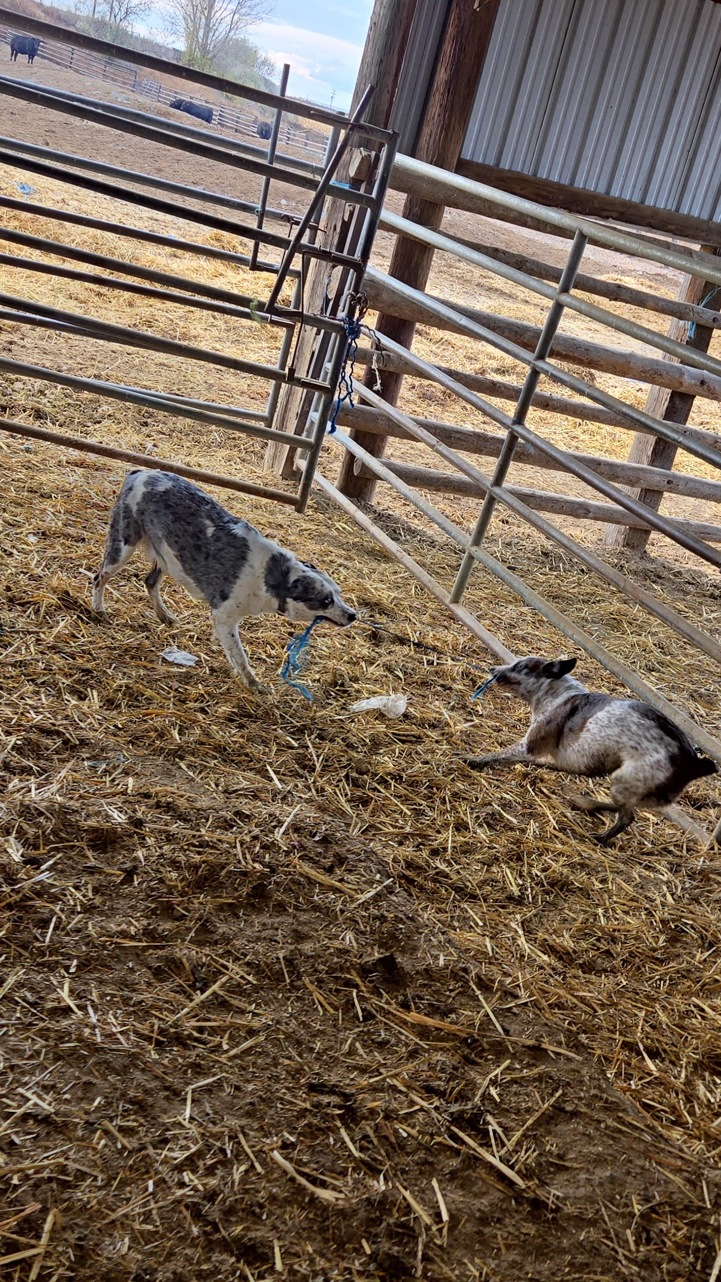 Snapchat-188628288 | KT Ranch