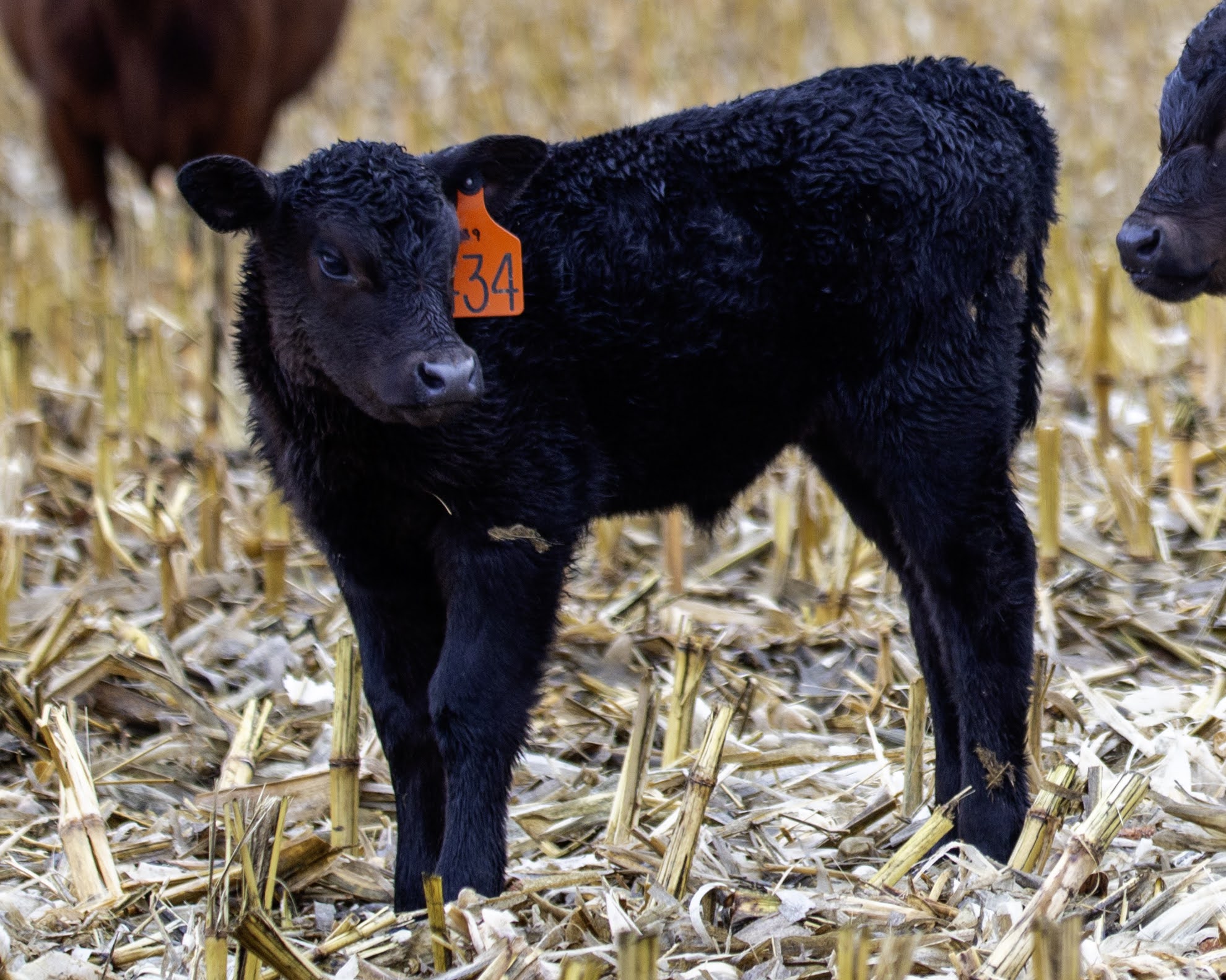 434Dec2024 | KT Ranch