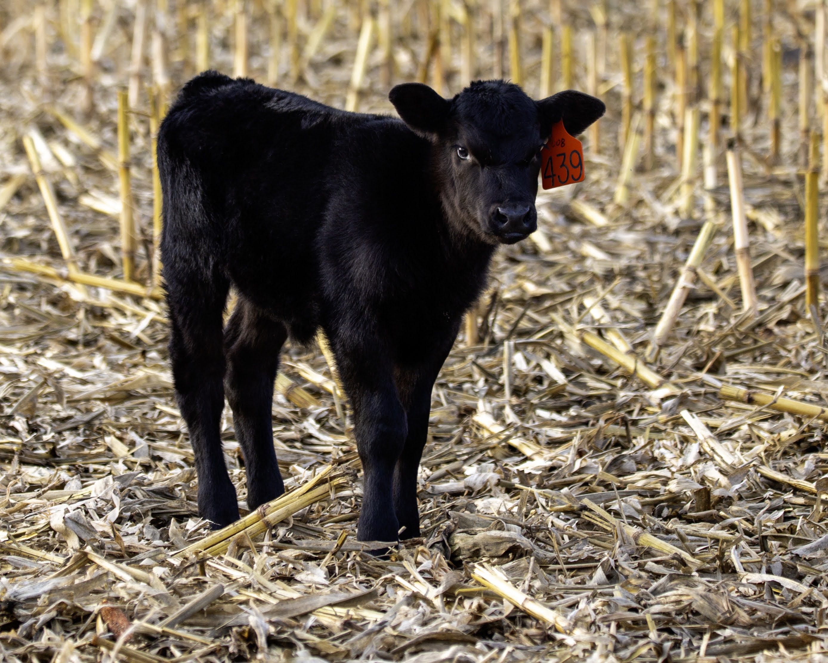 439Dec2024 | KT Ranch