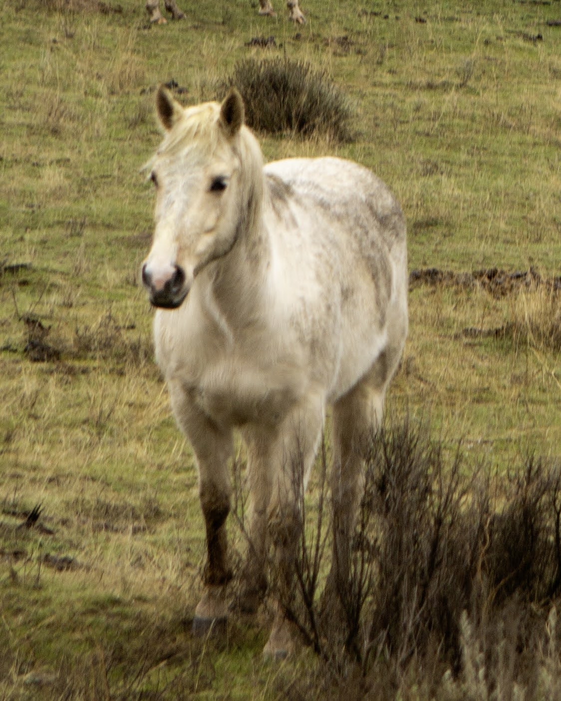 CanCanDec2024 | KT Ranch