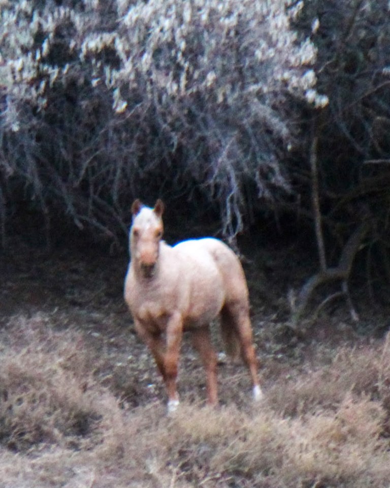 Sale Page | KT Ranch