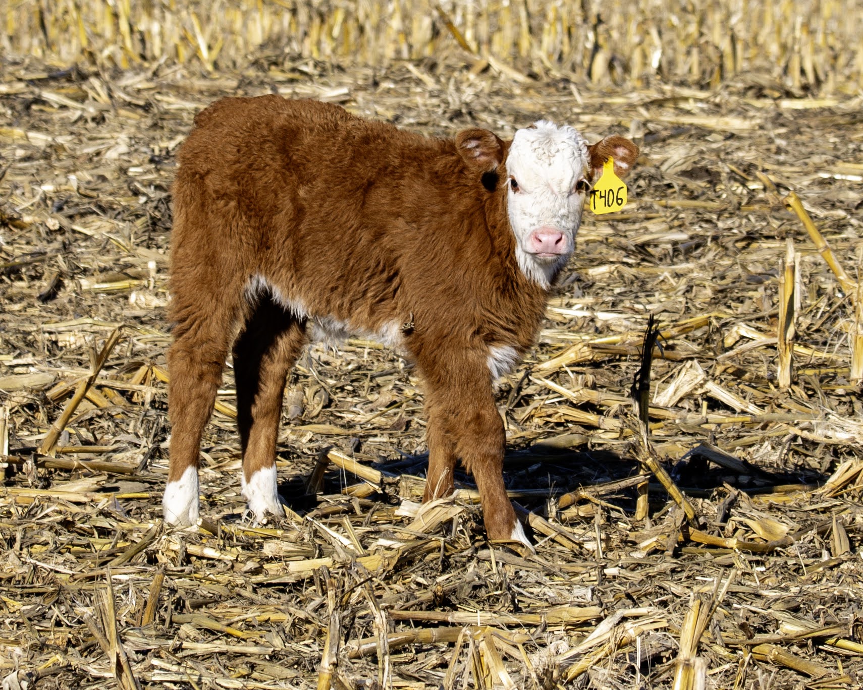 Calves | KT Ranch
