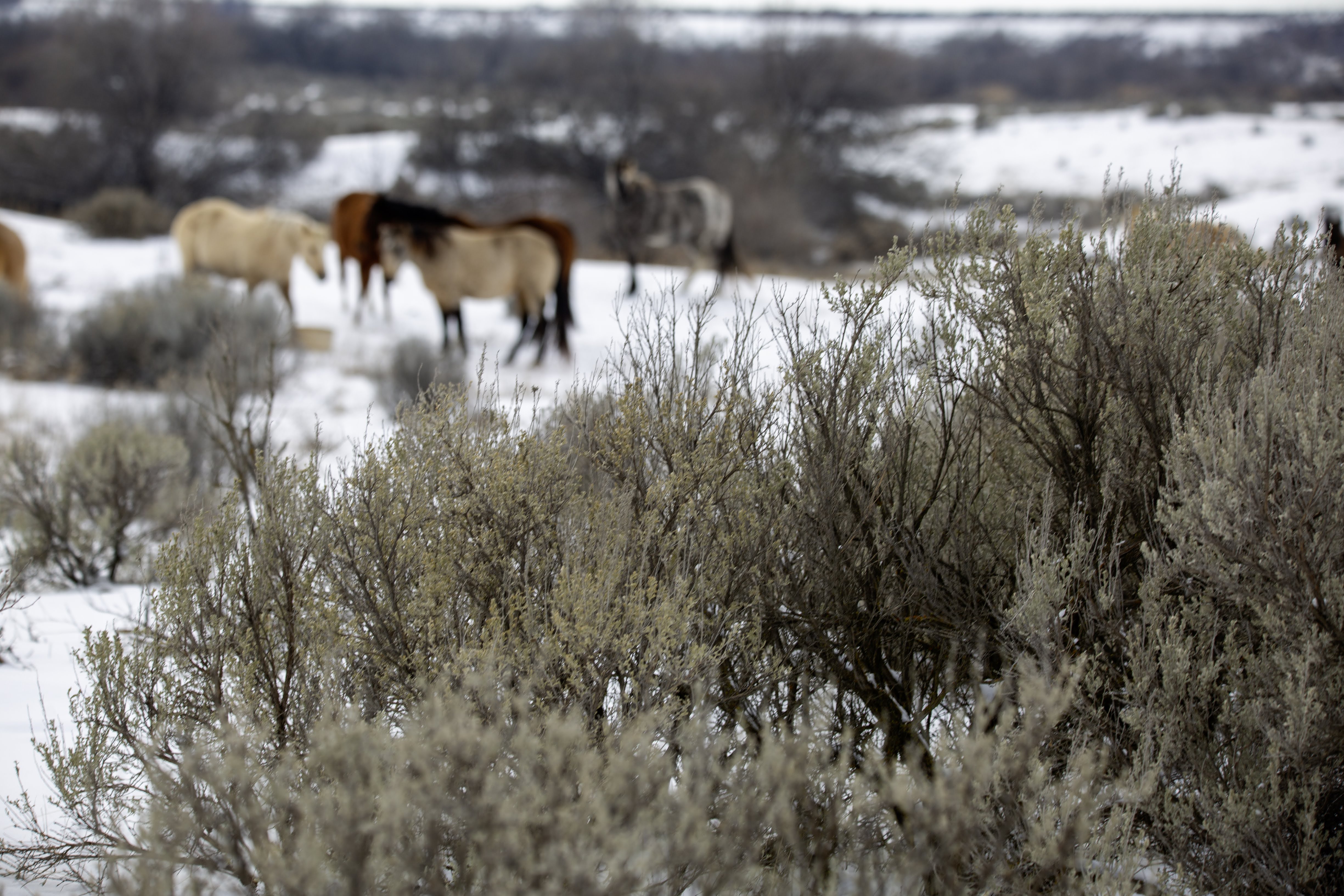 MaresFeb2025.3 | KT Ranch