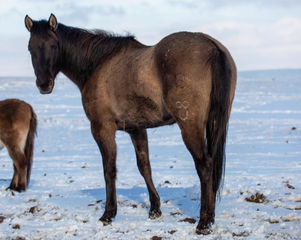 Meet the Mares: Rein N Lady, “Ruby” | KT Ranch