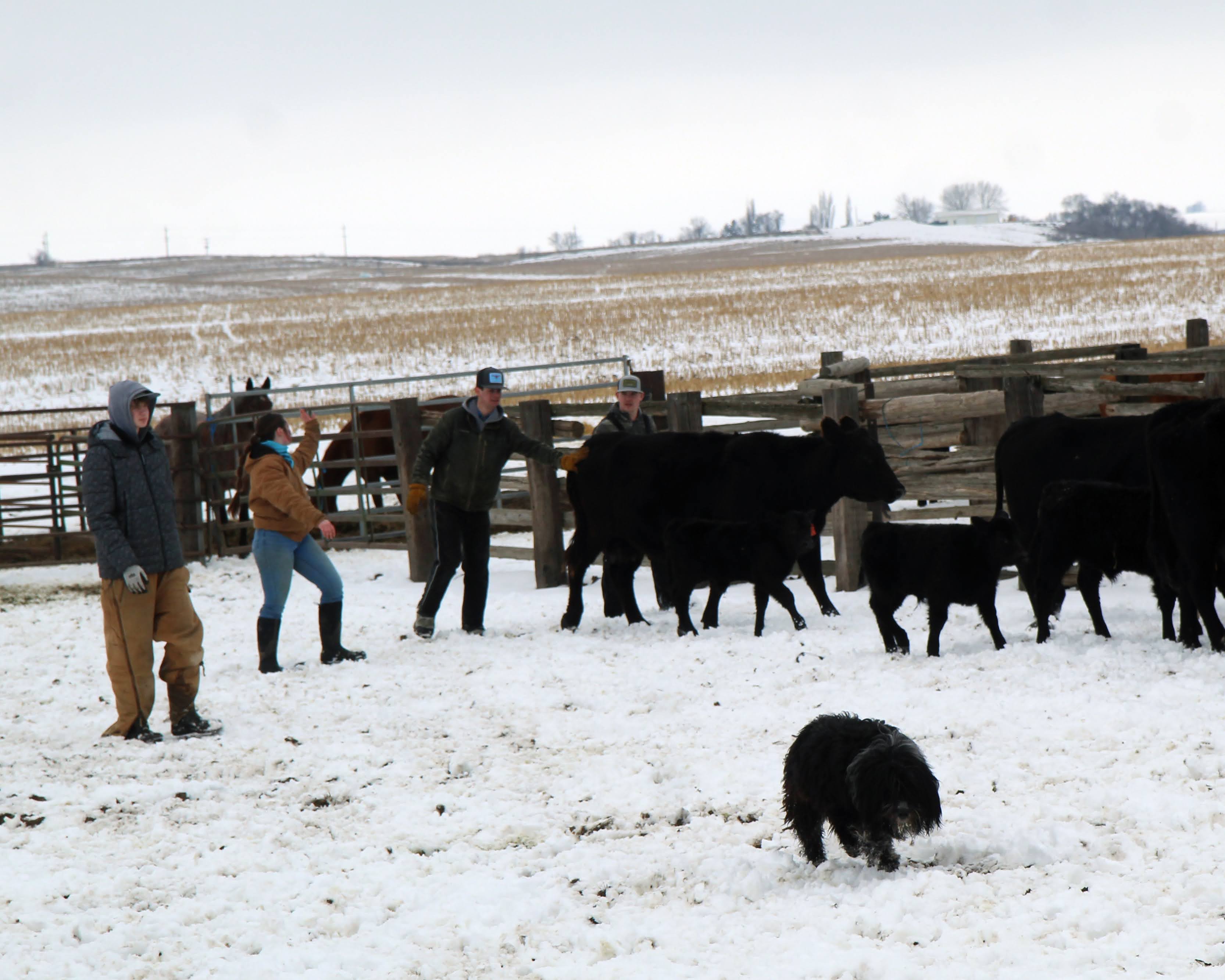 SortingCowsFeb2025.10 | KT Ranch