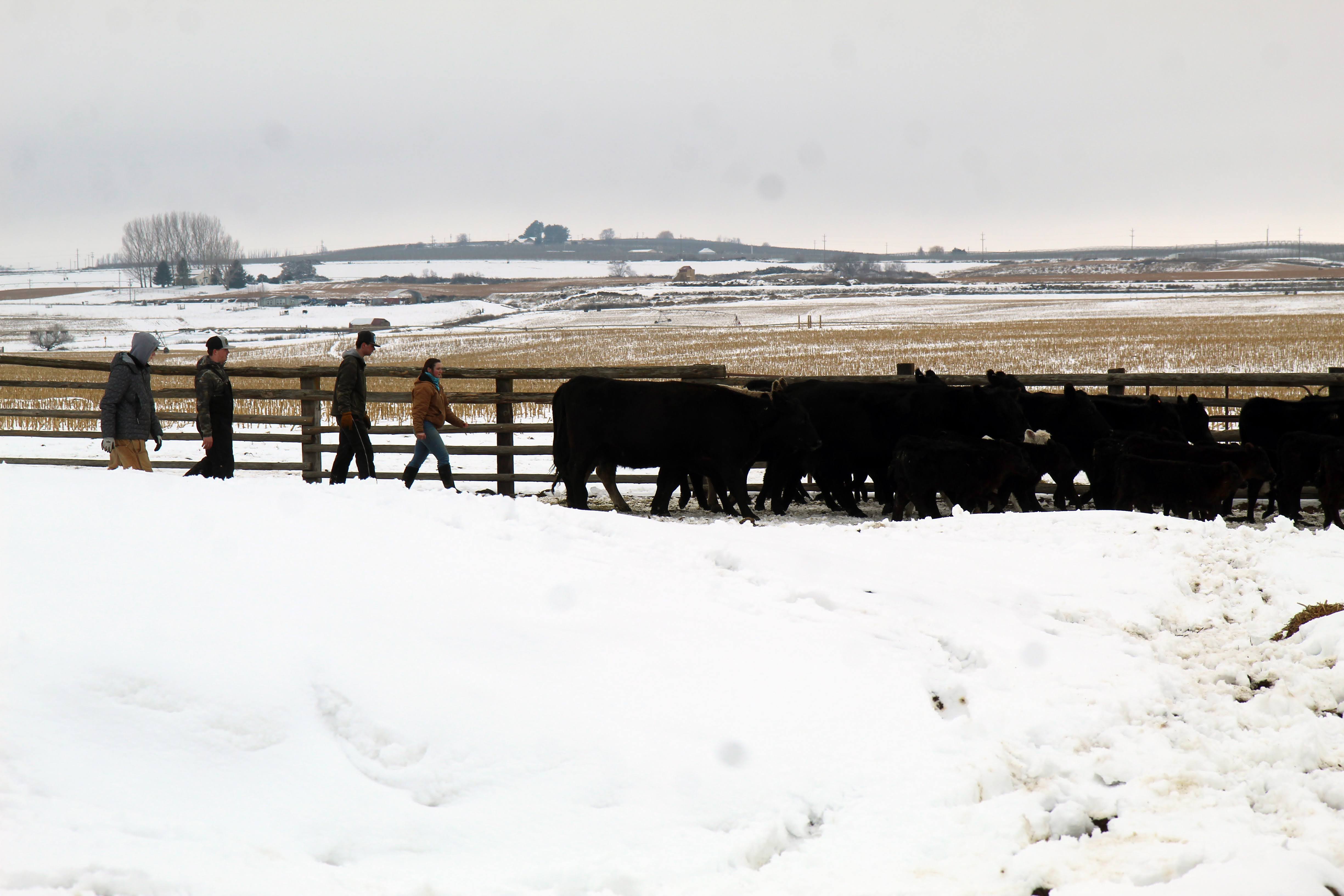 SortingCowsFeb2025.15 | KT Ranch