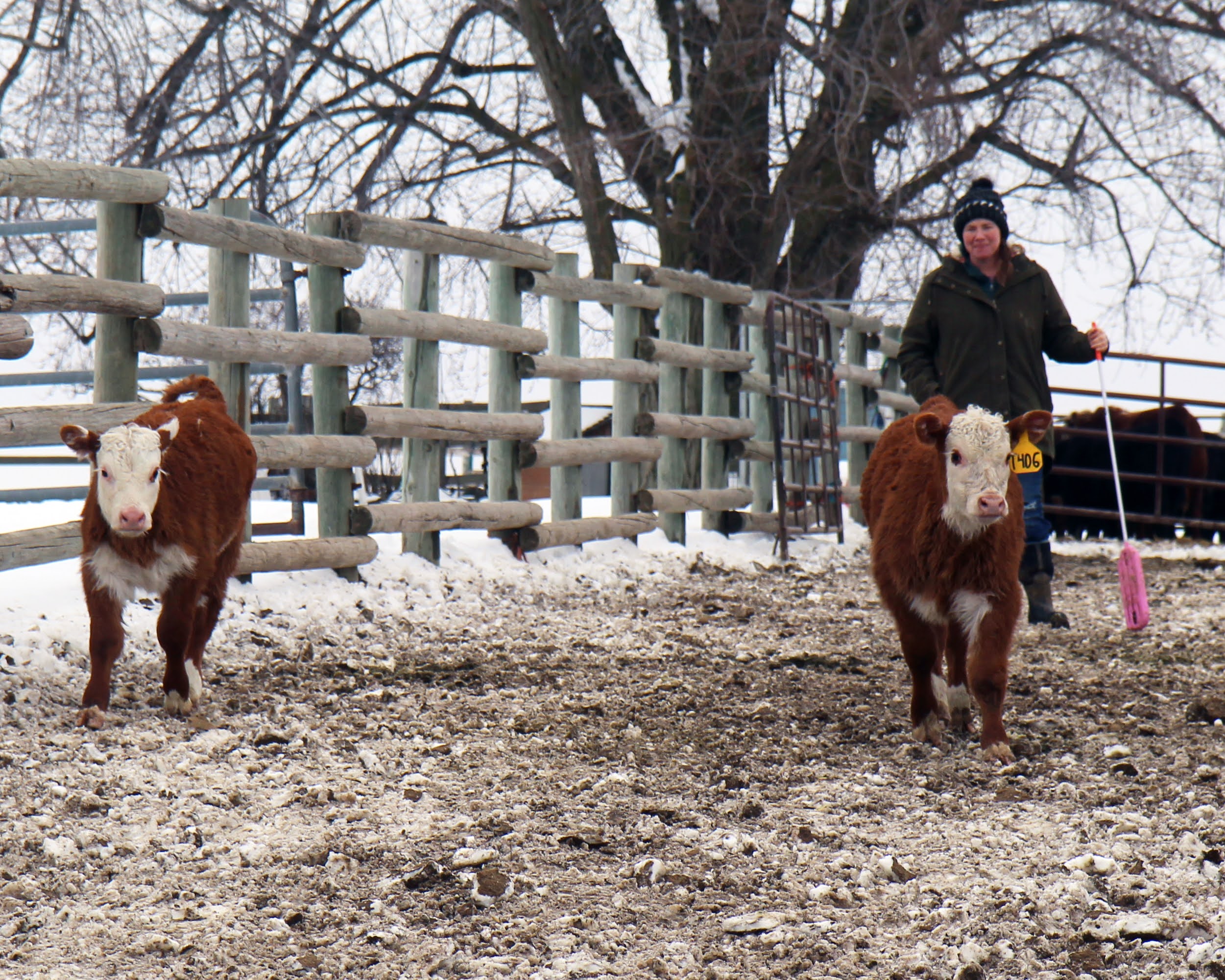 SortingCowsFeb2025.16 | KT Ranch