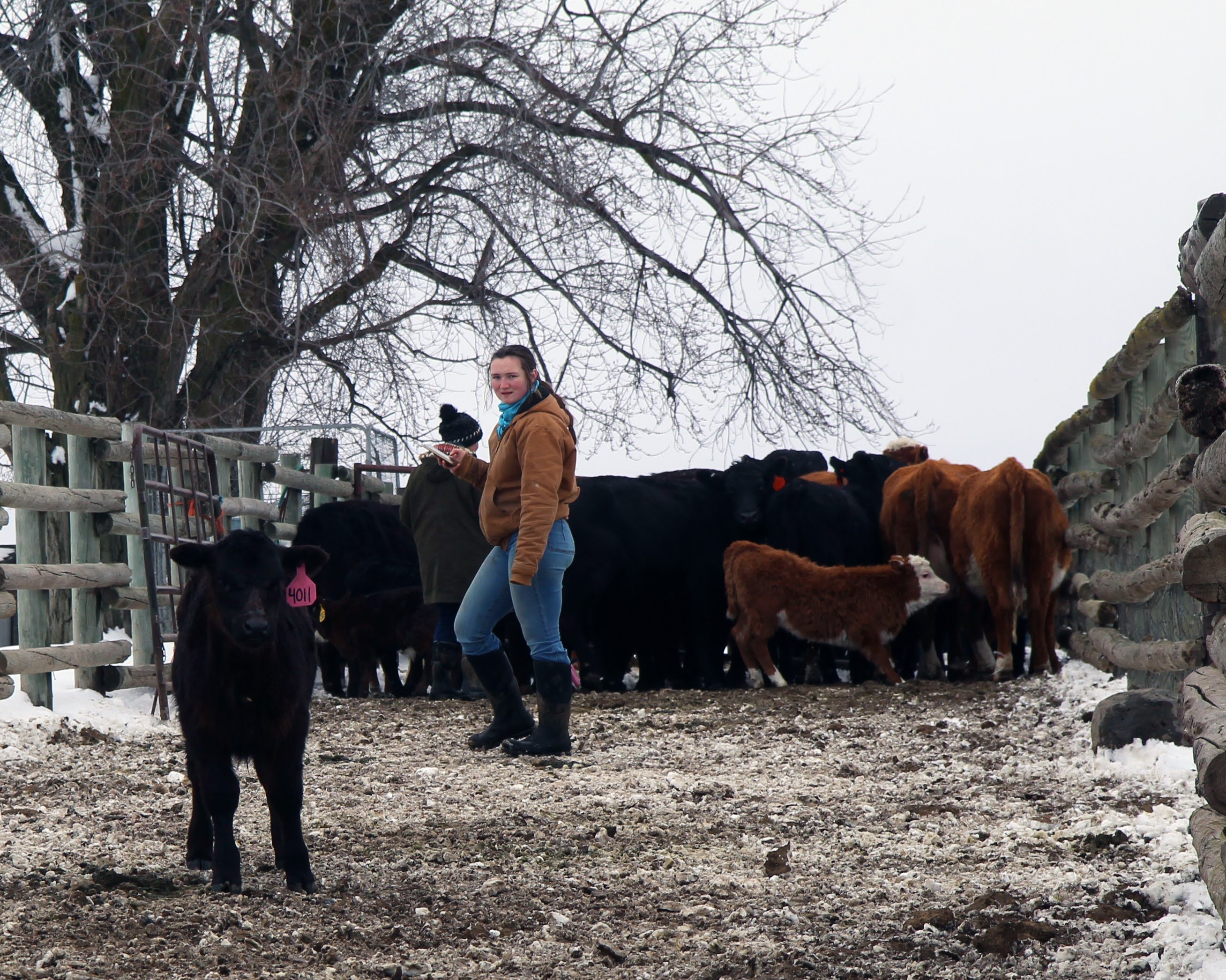 SortingCowsFeb2025.17 | KT Ranch