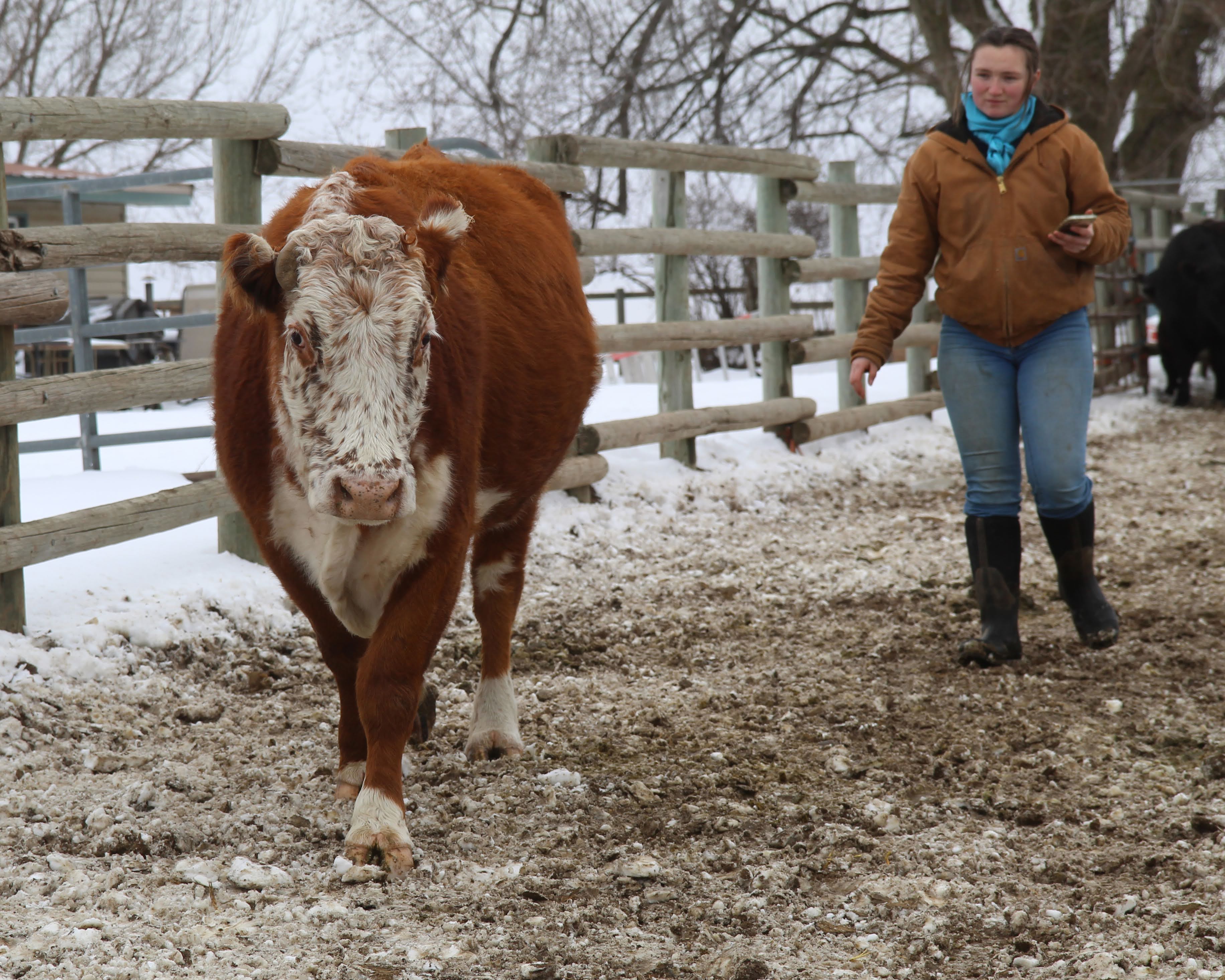 SortingCowsFeb2025.18 | KT Ranch