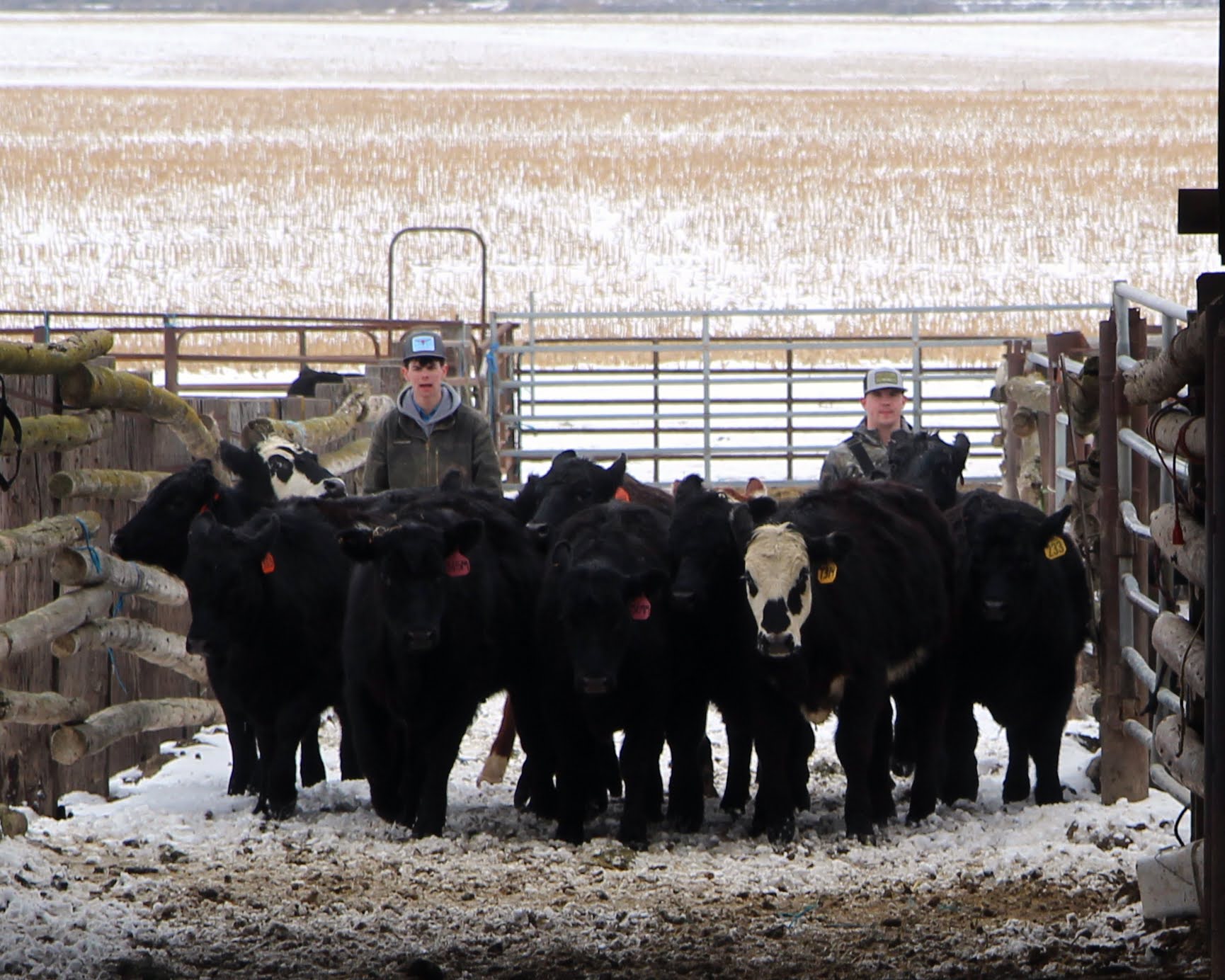 SortingCowsFeb2025.20 | KT Ranch