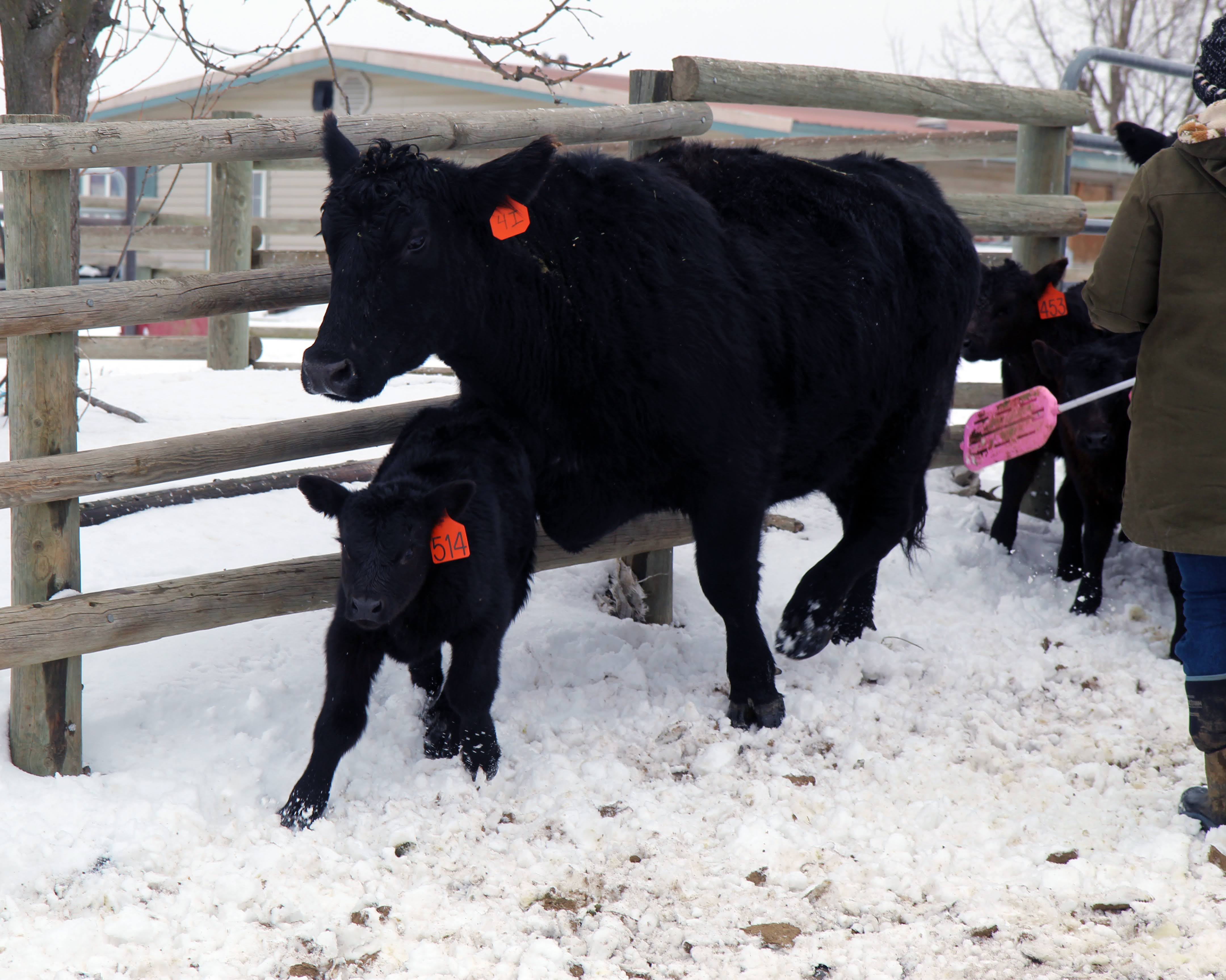 SortingCowsFeb2025.5 | KT Ranch