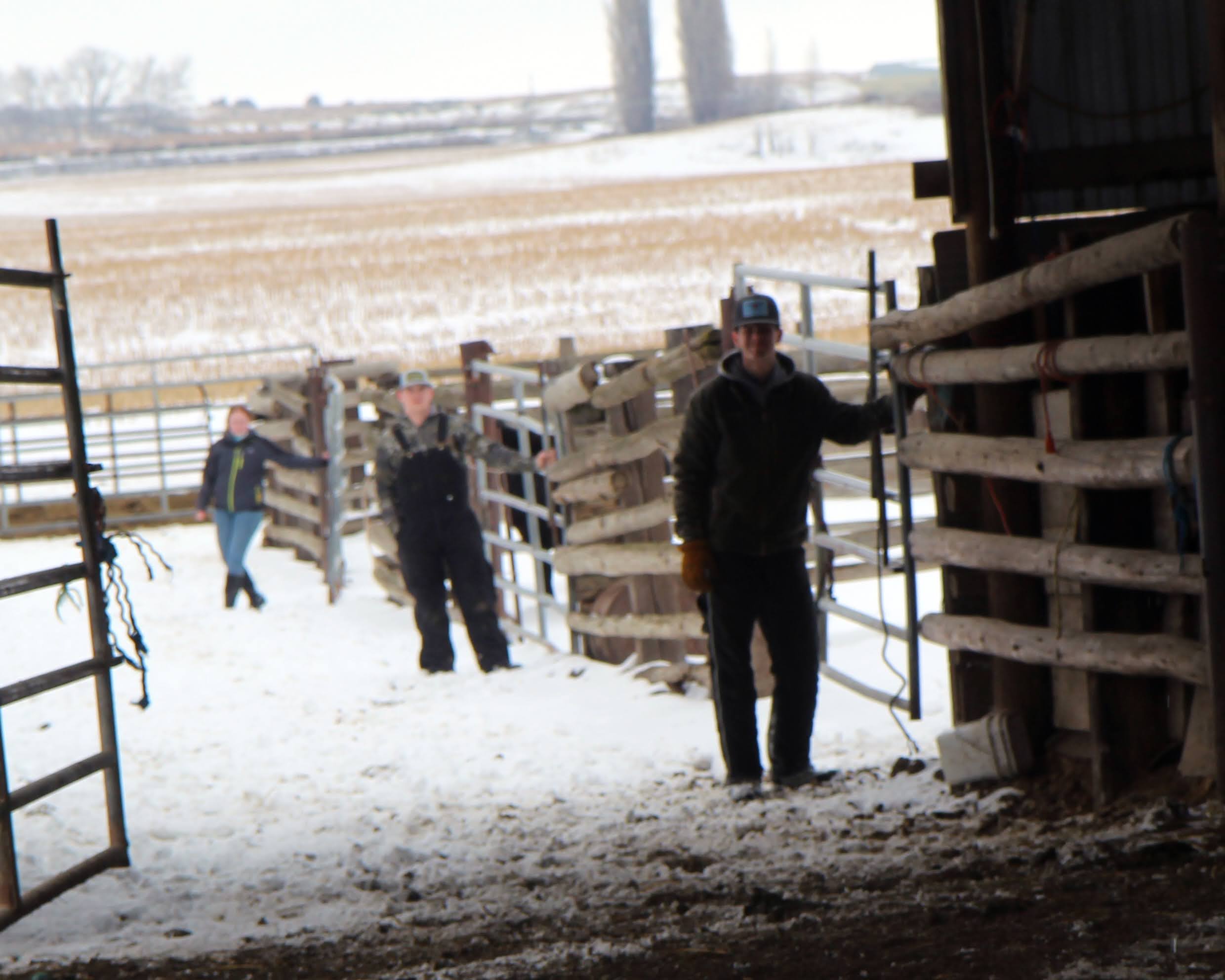 SortingCowsFeb2025.6 | KT Ranch