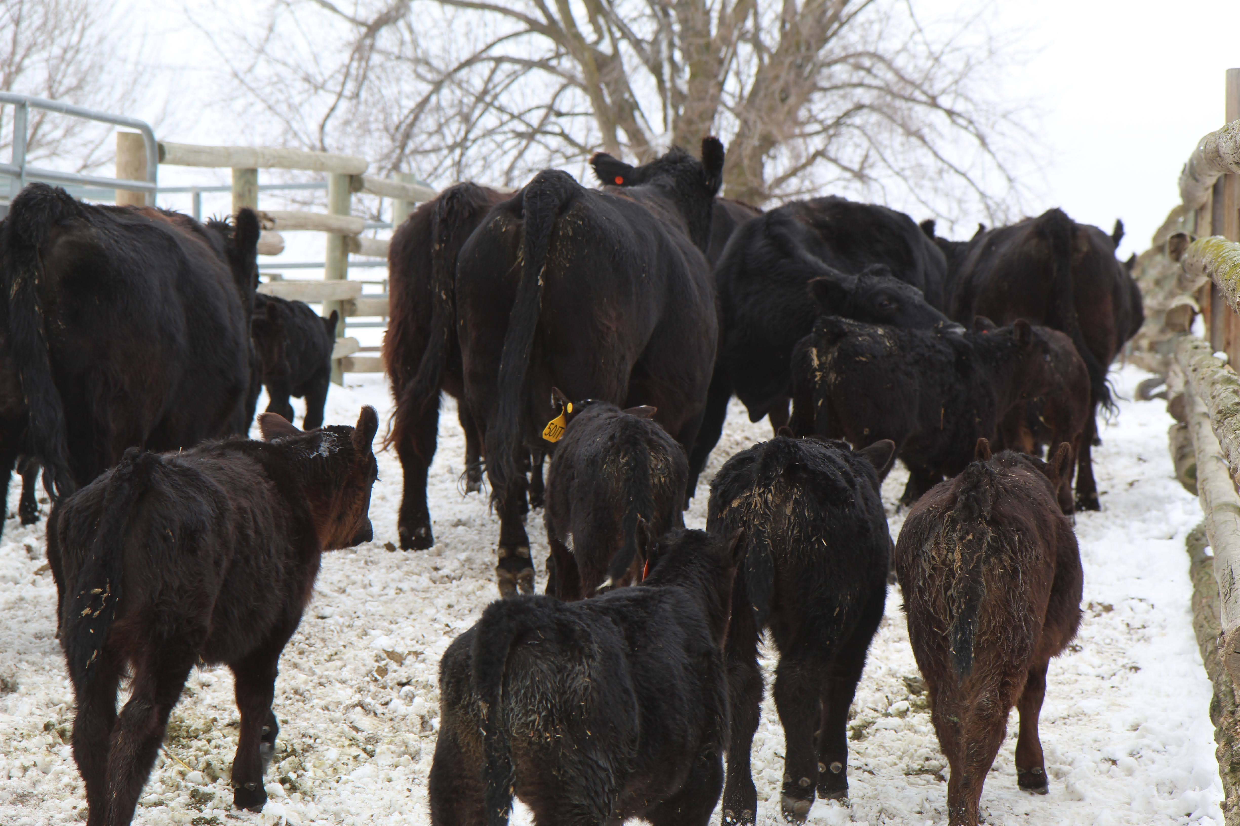 SortingCowsFeb2025.8 | KT Ranch