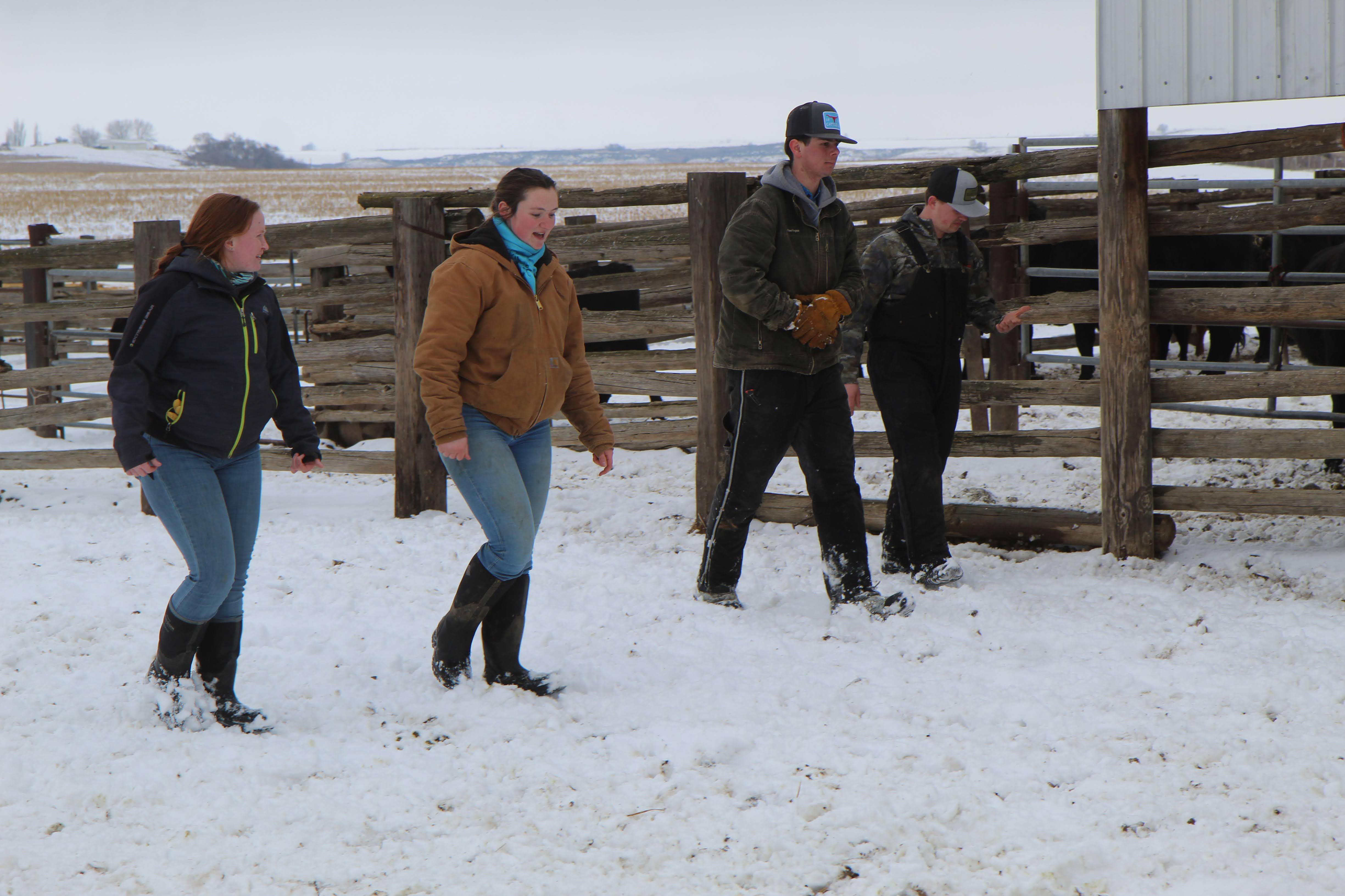 SortingCowsFeb2025.9 | KT Ranch