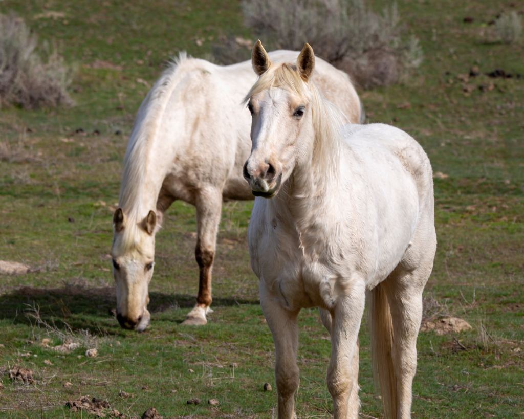 Meet the Mares: KT Can Sage Shine, “Can Can“ | KT Ranch
