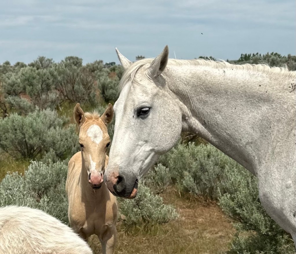 We have not done a Meet the Mares in a while, so I will only do the ...