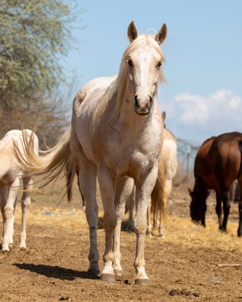 Meet the Mares: KT Can Sage Shine, “Can Can“ | KT Ranch