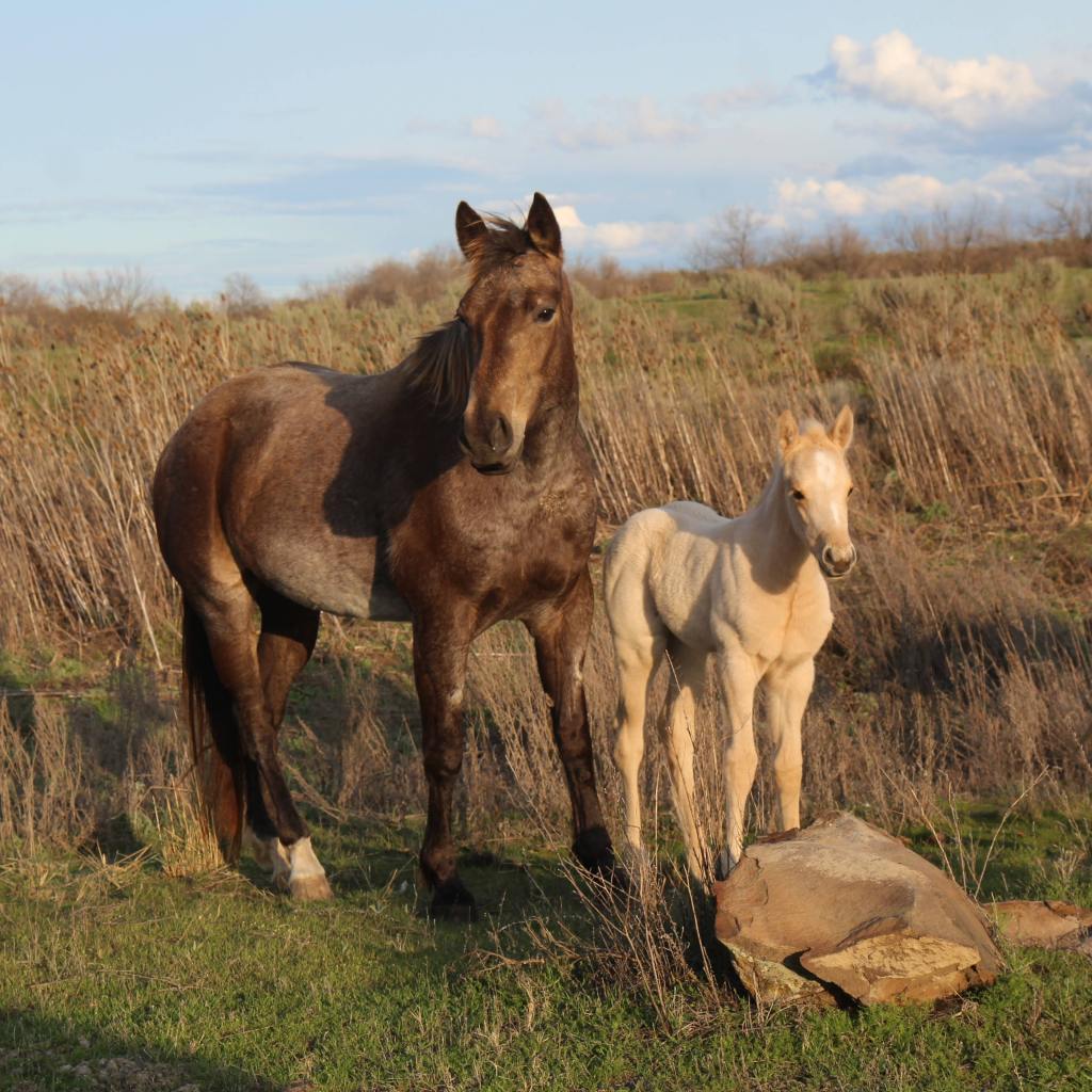 KT One Shadie Lass | KT Ranch