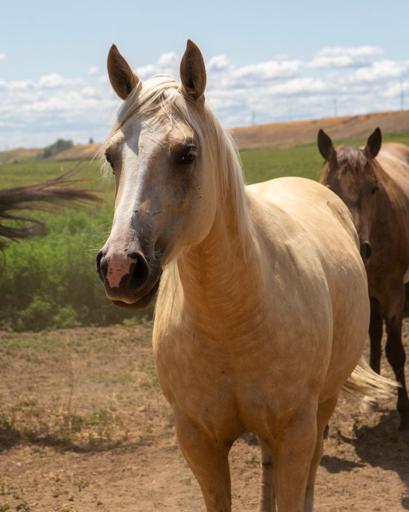 Meet the Mares: KT Can Sage Shine, “Can Can“ | KT Ranch