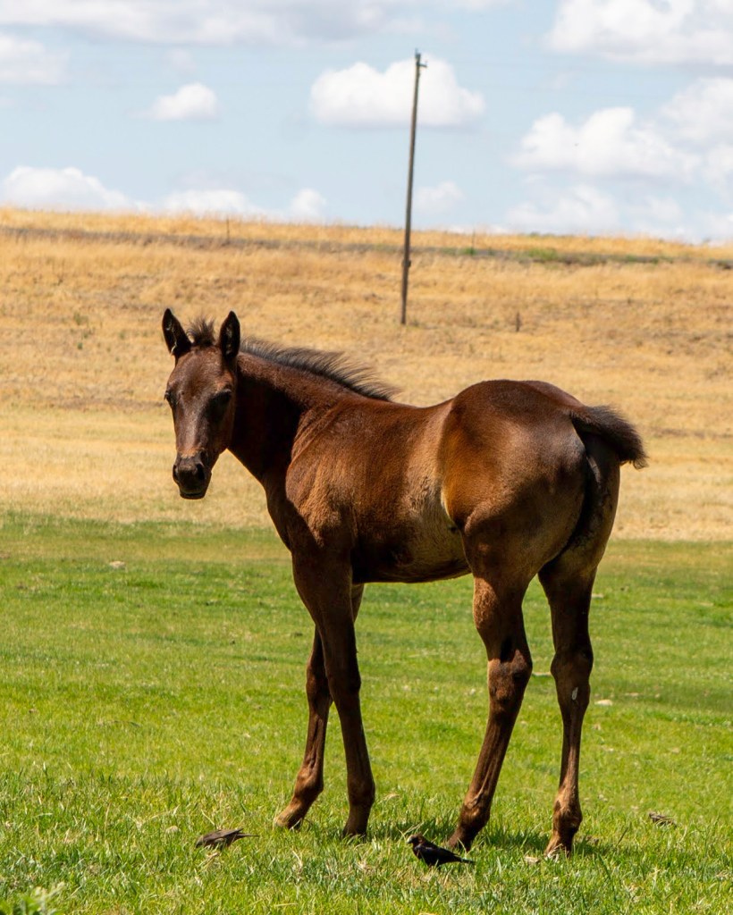 On the 9th Day of Christmas: KT Gunnin for Sparkles | KT Ranch