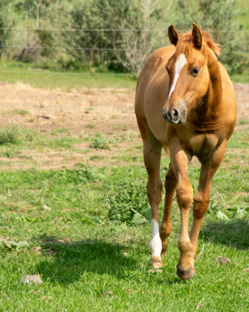 KT Ruths Hidden Bug | KT Ranch