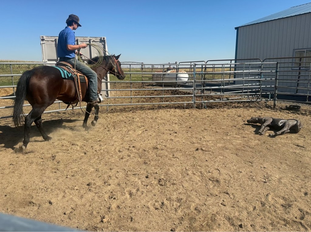 Dudes Wimpy Pine 631 “Sadie” | KT Ranch