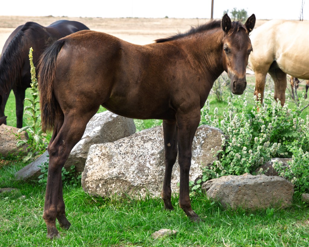 On the 9th Day of Christmas: KT Gunnin for Sparkles | KT Ranch